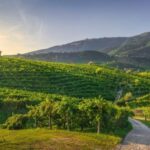From Venice: Prosecco Full-Day Tour w/ Wine Tasting & Lunch - Key Points