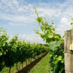 From Verona: Valpolicella and Amarone full day private tour - The First Winery: Behind the Scenes of Winemaking