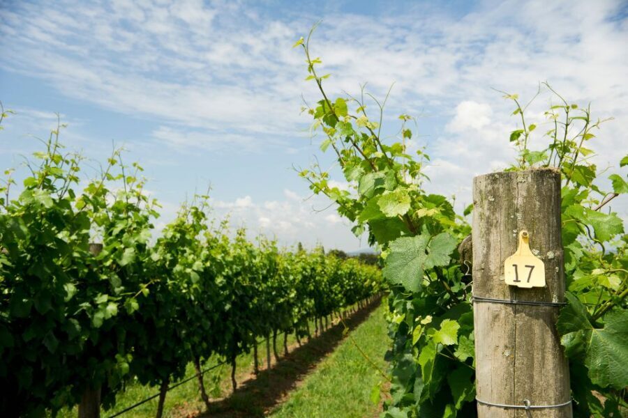 From Verona: Valpolicella and Amarone full day private tour - The First Winery: Behind the Scenes of Winemaking