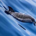 From Villefranche-sur-Mer: Guided Dolphin-Watching Tour - Pricing & Value