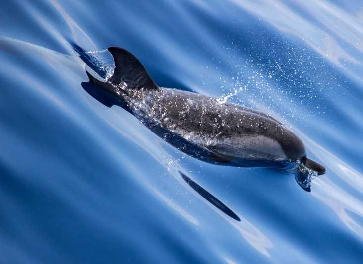 From Villefranche-sur-Mer: Guided Dolphin-Watching Tour - Pricing & Value