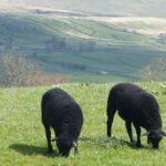 From York: Full-Day Yorkshire Dales Tour - Transportation and Group Size