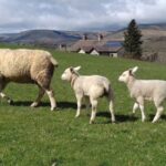 From York: Moors, Whitby, and the Yorkshire Steam Railway - Transportation and Group Dynamics