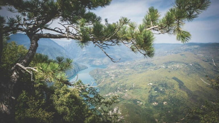 From Zlatibor/Uice: Tara National Park - Private Tour - The Experience in Terms of Value