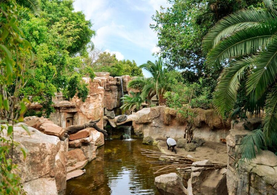 Fuengirola: Bioparc Entrance Ticket - The Habitats and Animal Encounters