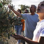 Fuerteventura Aloe & Olivo Tour with Optional Lunch - Is It Worth the Price?
