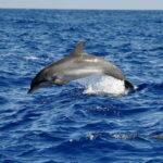Fuerteventura: Catamarán navegación a vela y delfines. - The itinerary and what youll experience