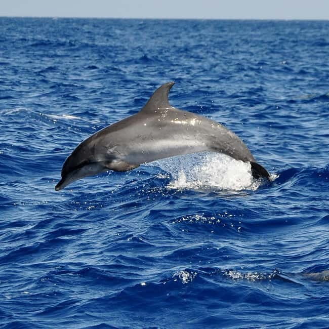 Fuerteventura: Catamarán navegación a vela y delfines. - The itinerary and what youll experience
