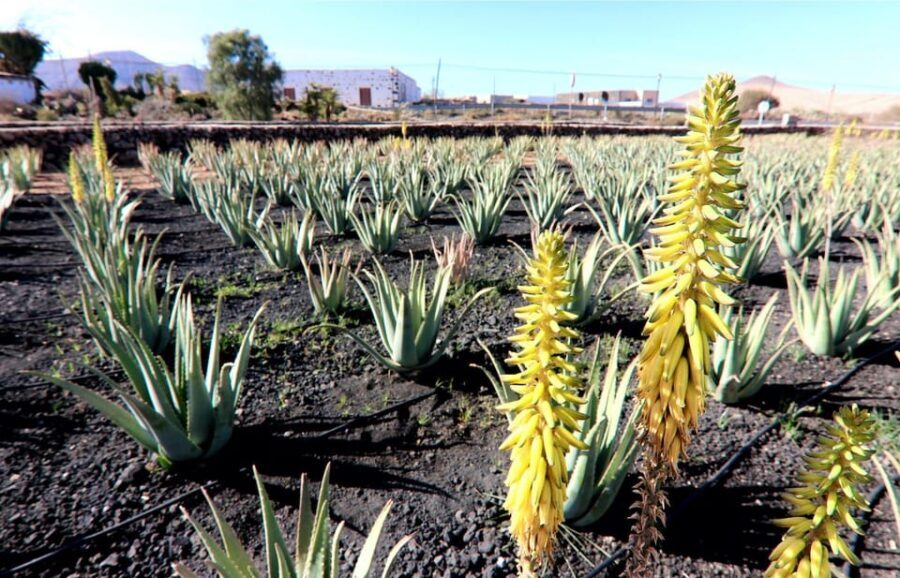 Fuerteventura: Flavors - An In-Depth Look at the Tour Experience