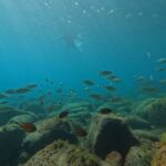 Fuerteventura: Guided Snorkeling in La Lajita with Pickup - The Cost and Value