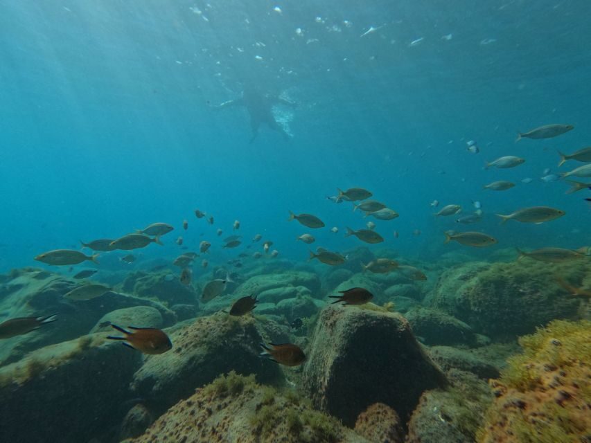 Fuerteventura: Guided Snorkeling in La Lajita with Pickup - The Cost and Value