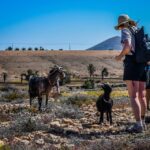 Fuerteventura: Guided Trekking Tour with Island Goats - What’s Included and What to Bring
