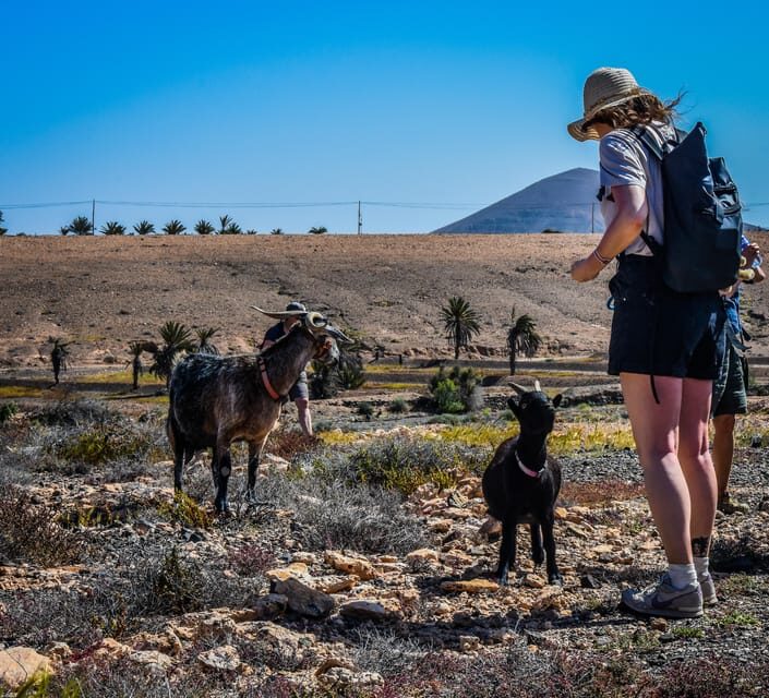 Fuerteventura: Guided Trekking Tour with Island Goats - What’s Included and What to Bring