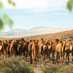 Fuerteventura: Oasis Wildlife Entry Ticket - Final Verdict: Who Will Enjoy Oasis Wildlife?