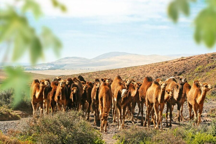 Fuerteventura: Oasis Wildlife Entry Ticket - Final Verdict: Who Will Enjoy Oasis Wildlife?