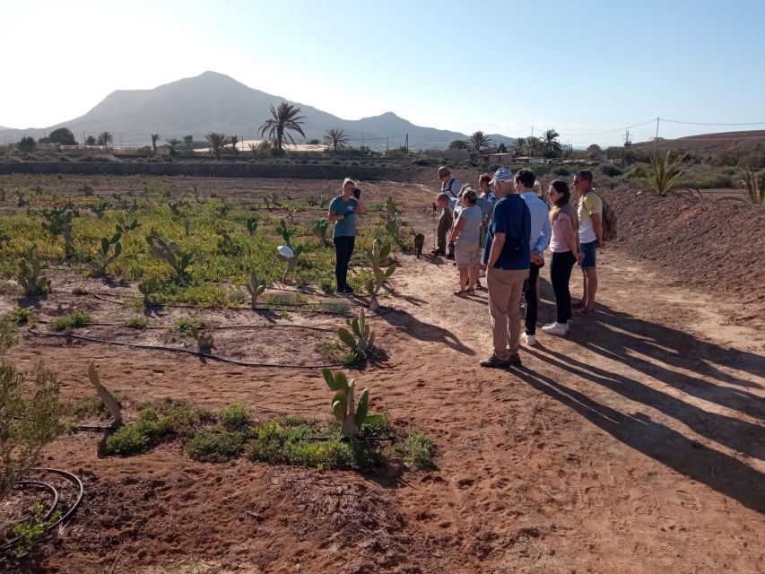 Fuerteventura: Tapas and Local Life Guided Tour - Who Will Love This Tour?