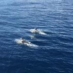 Fuerteventura: Whale & Dolphin Watching Boat Tour with Guide - Frequently Asked Questions