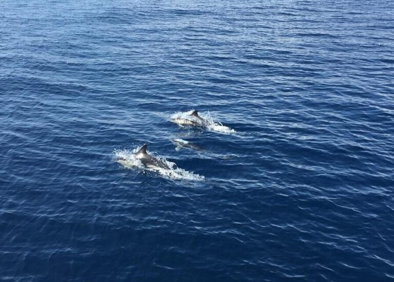 Fuerteventura: Whale & Dolphin Watching Boat Tour with Guide - Frequently Asked Questions