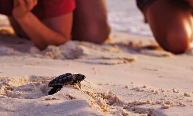 Full Day Fethiye Turtle Beach Tour With Mud Baths & Lunch - Key Points