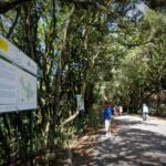 Full-Day Gomera Jeep Safari Excursion from Arona - The Whistled Language: A Cultural Touchstone