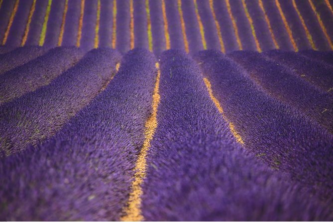 Full Day Ocean of Lavender in Valensole from Avignon - Key Points