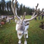Full day: Reindeer Farm, Santa Claus Village & Husky Park - Hands-On Husky Experience