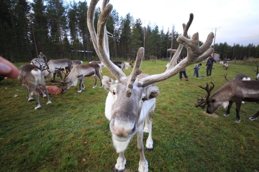Full day: Reindeer Farm, Santa Claus Village & Husky Park - Hands-On Husky Experience