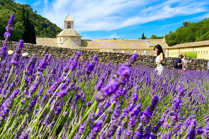Full Day Tour in the Lavenders of Valensole or Sault - Key Points