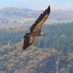 Full Day Trip from Belgrade: Uvac Nature Reserve Tour - What the Reviews Say
