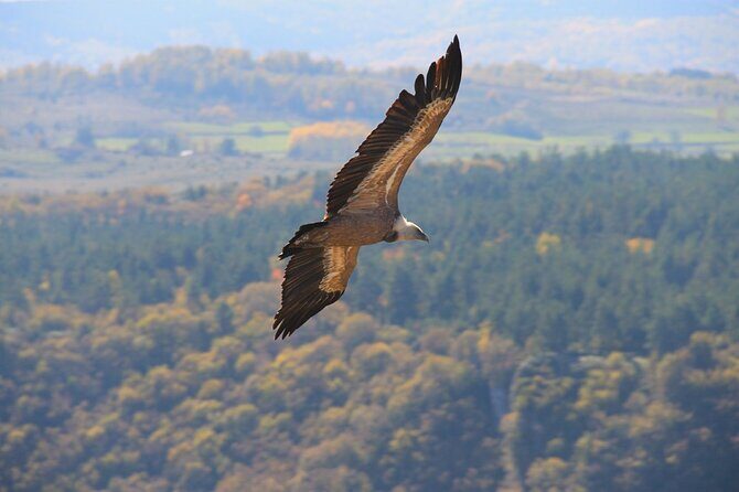 Full Day Trip from Belgrade: Uvac Nature Reserve Tour - What the Reviews Say