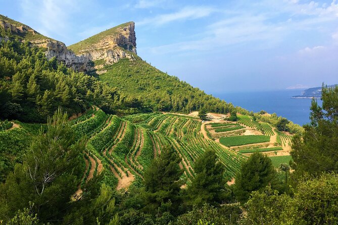 Full-day Wine Tour around Bandol & Cassis from Marseille - Introduction