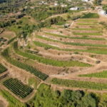 Full-Day Wine Tour in Bellet & Saint-Paul de Vence From Nice - The Afternoon: Final Vineyard and Return