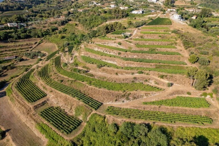 Full-Day Wine Tour in Bellet & Saint-Paul de Vence From Nice - The Afternoon: Final Vineyard and Return