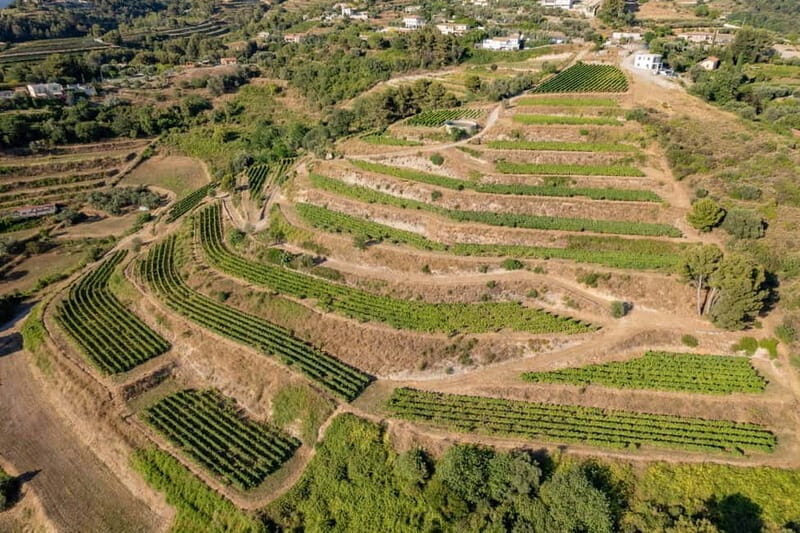 Full-Day Wine Tour in Bellet & Saint-Paul de Vence From Nice - The Afternoon: Final Vineyard and Return