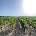 Full Day Wine tour in saint emilion & Margaux - A Detailed Look at the Tour Experience