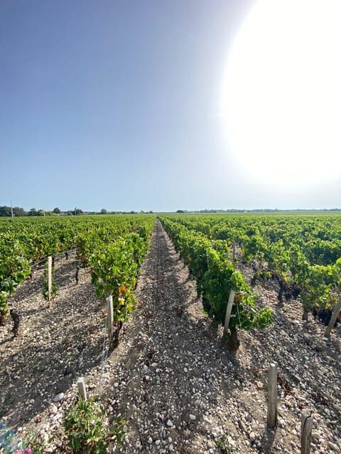 Full Day Wine tour in saint emilion & Margaux - A Detailed Look at the Tour Experience