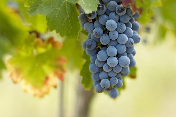 Full-day wine tour in Saint-Emilion (Premium Sedan) - Discovering the Charm of a Full-day Wine Tour in Saint-Emilion