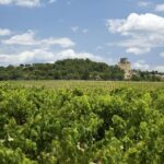 Full private day Avignon Chateuneuf du pape wine tasting - What Travelers Say About This Tour