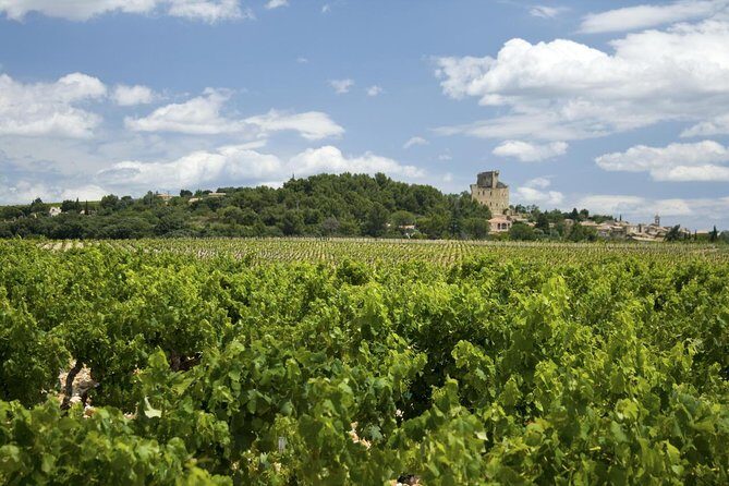 Full private day Avignon Chateuneuf du pape wine tasting - What Travelers Say About This Tour