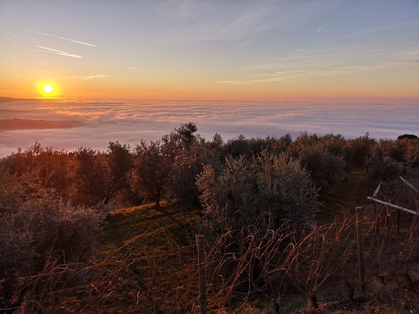 Fumane: Olive oil tasting on the hills of Valpolicella - What Makes This Tour Special?