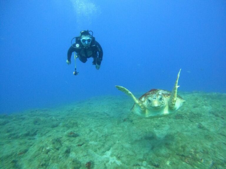 Fun Dive for Certified Divers in Tenerife - Discovering Tenerife’s Marine Environment