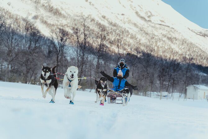 Fun & Easy Dog Sledding Adventure - Noon Tour - The Good Stuff: What Travelers Love