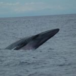 Funchal: Dolphin and Whale Watching Catamaran Cruise - What the Tour Includes — And What It Doesn’t