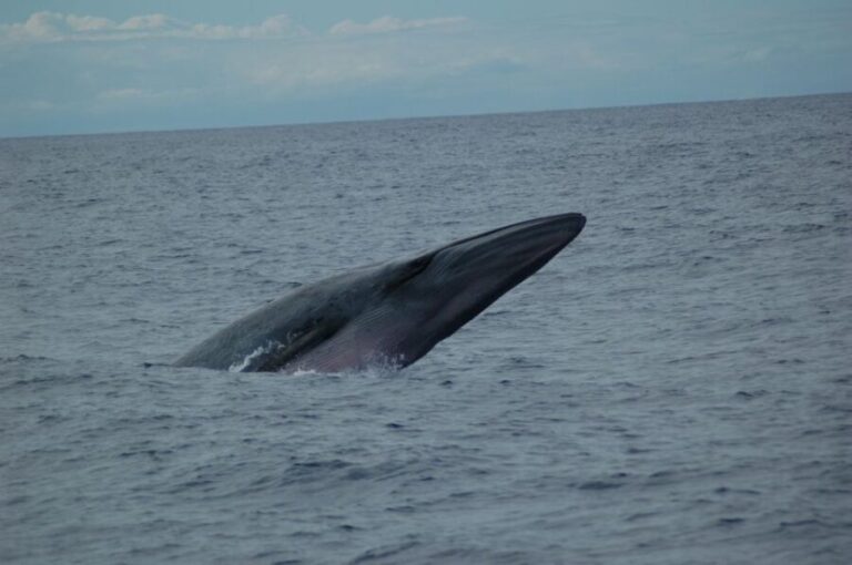 Funchal: Dolphin and Whale Watching Catamaran Cruise - What the Tour Includes — And What It Doesn’t