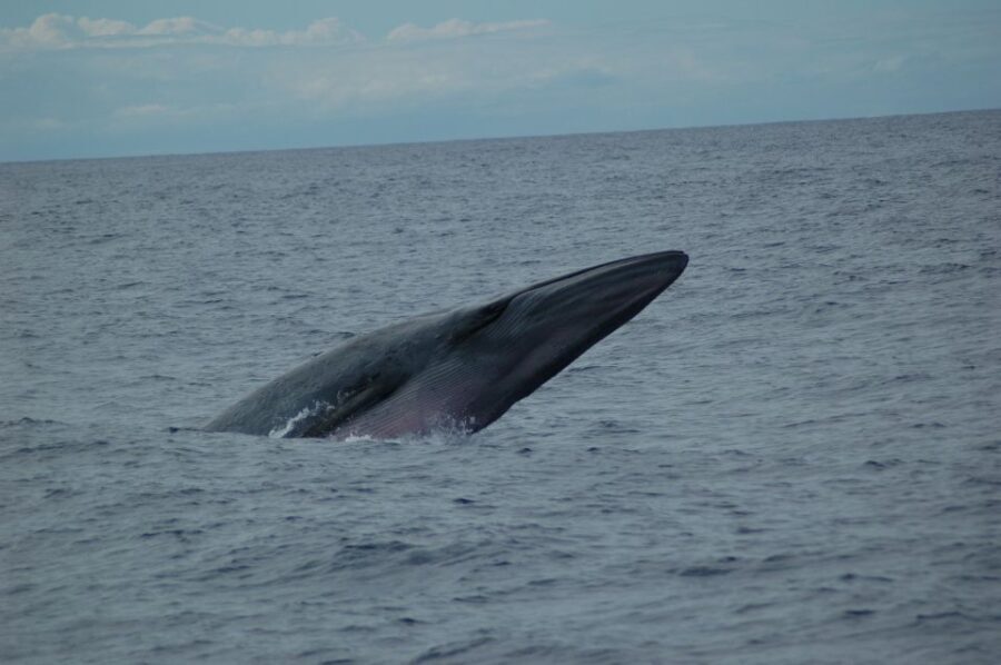 Funchal: Dolphin and Whale Watching Catamaran Cruise - What the Tour Includes — And What It Doesn’t