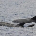 Funchal: Guarantee Wild Dolphin&Whale Watching by RIB - The Itinerary in Detail