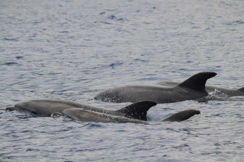 Funchal: Guarantee Wild Dolphin&Whale Watching by RIB - The Itinerary in Detail