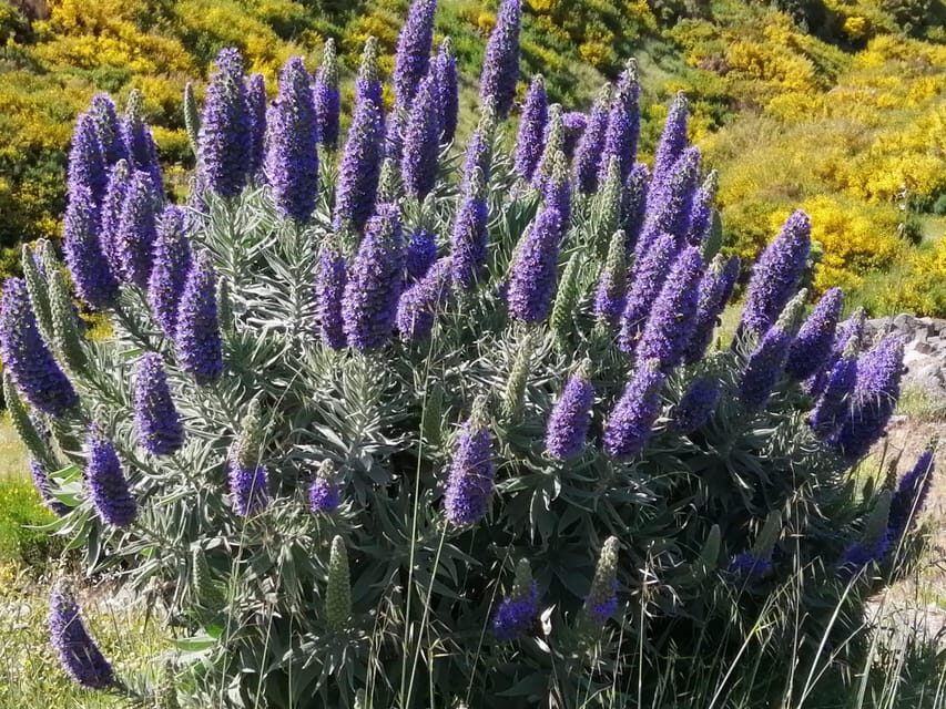 Funchal: Nuns Valley Easy Walk with Mountain Surroundings - The Itinerary: What Makes Each Stop Special