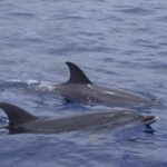 Funchal: Sunset over water by RIB boat +opt Dolphin/Whale - What Past Travelers Say