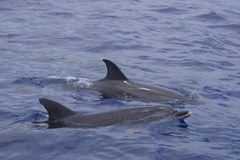 Funchal: Sunset over water by RIB boat +opt Dolphin/Whale - What Past Travelers Say